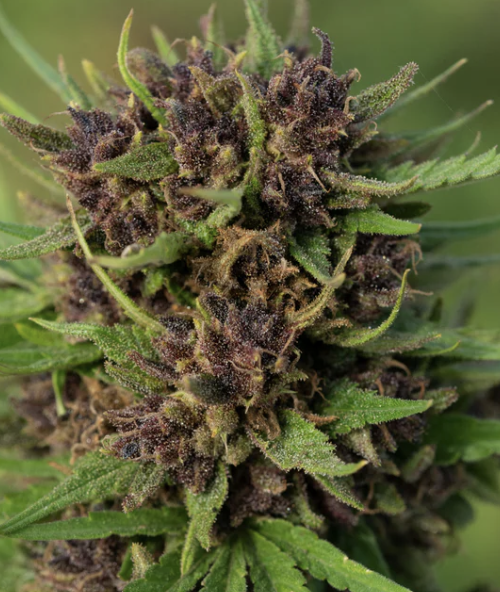 Mr Mystic's off grid fast fem